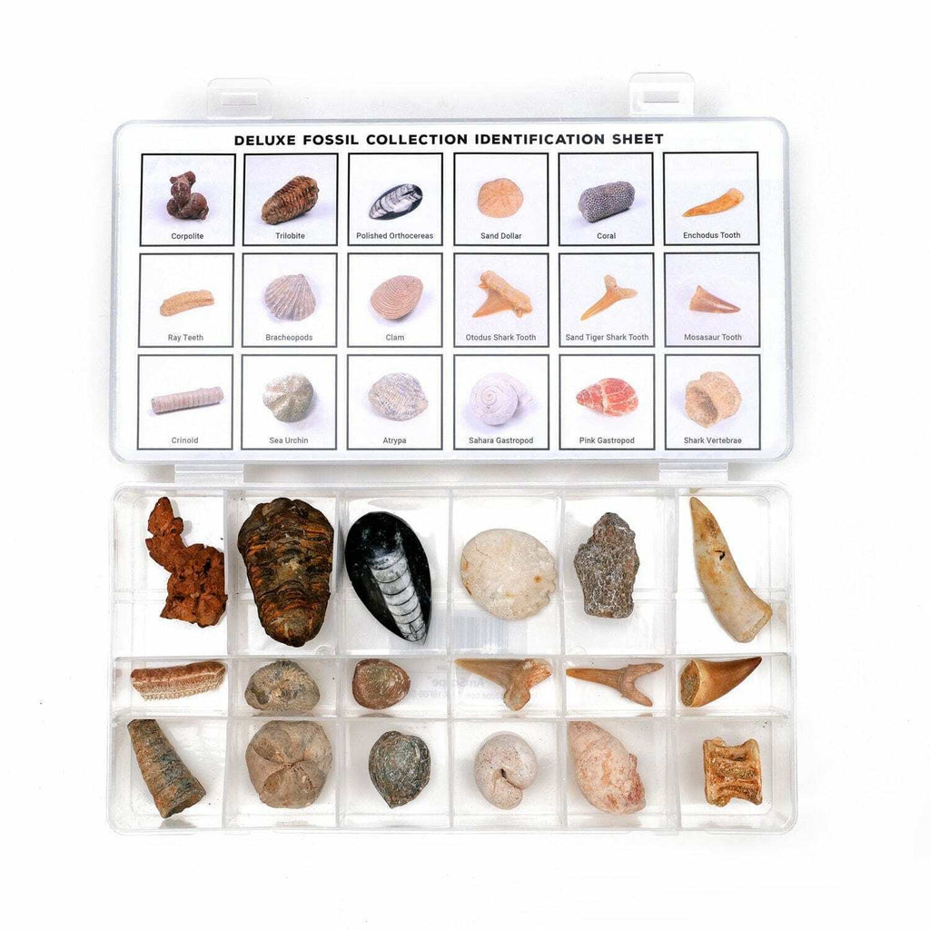 AmScope Kid's Deluxe Fossil Collection w/18 Unique Specimens and Full – AmScope EU