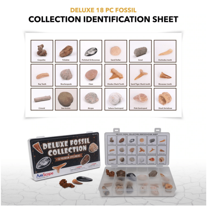 AmScope Kid's Deluxe Fossil Collection w/18 Unique Specimens and Full ...
